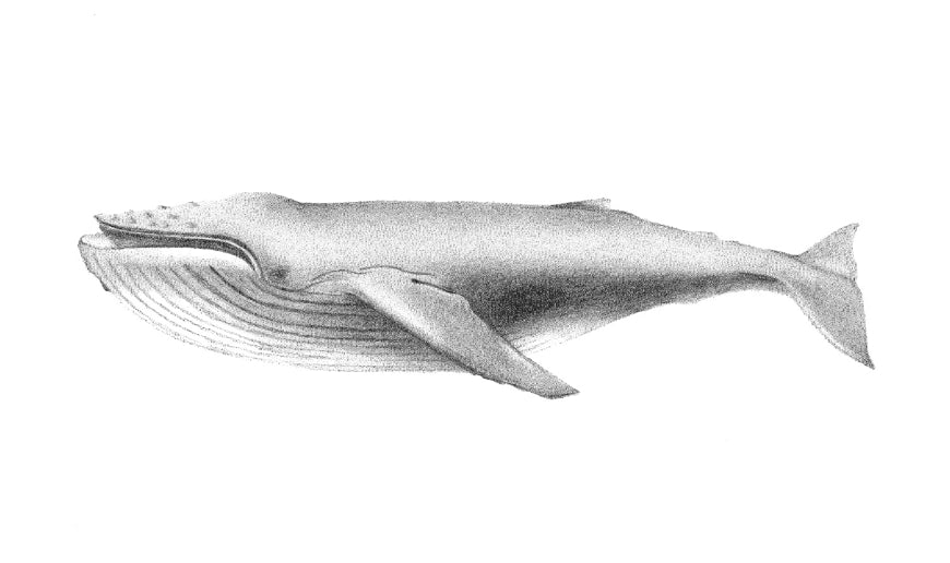 Artwork – Ruth Prowse School of Art